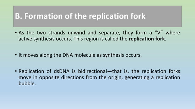 Replication fork in prokaryotic replication | PPTX | Chemistry | Science