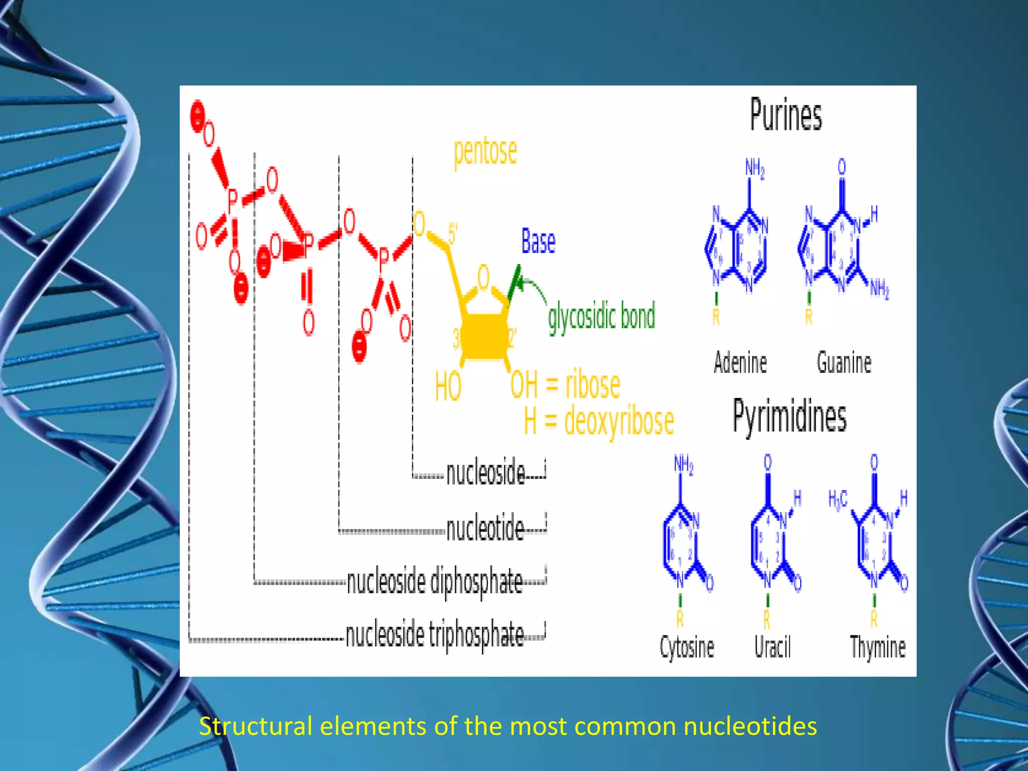 Nucleotide by KK Sahu sir | PPT