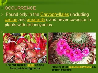 Pigment by KK Sahu sir | PPT