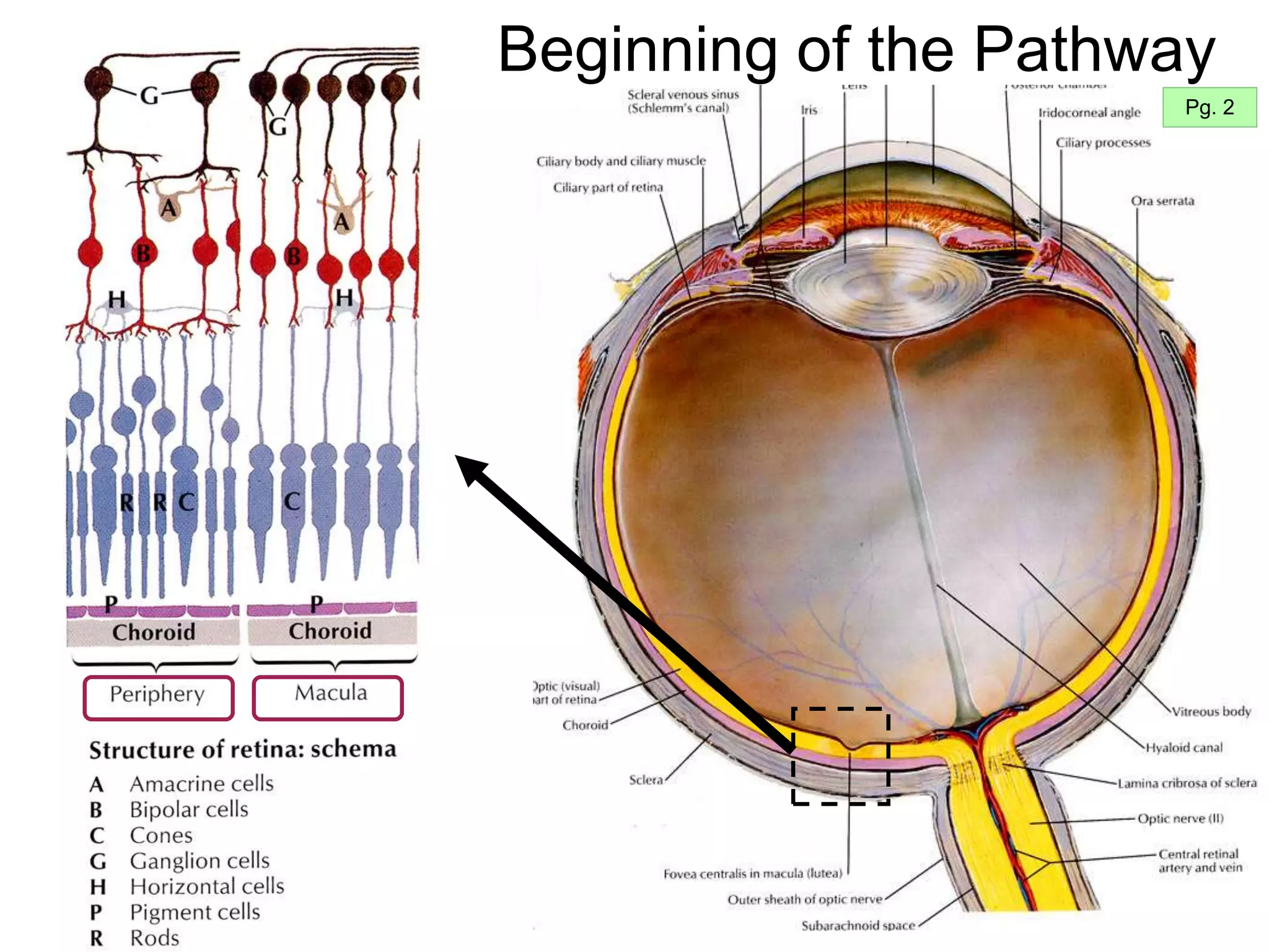 2. vision pathway 1 | PPT