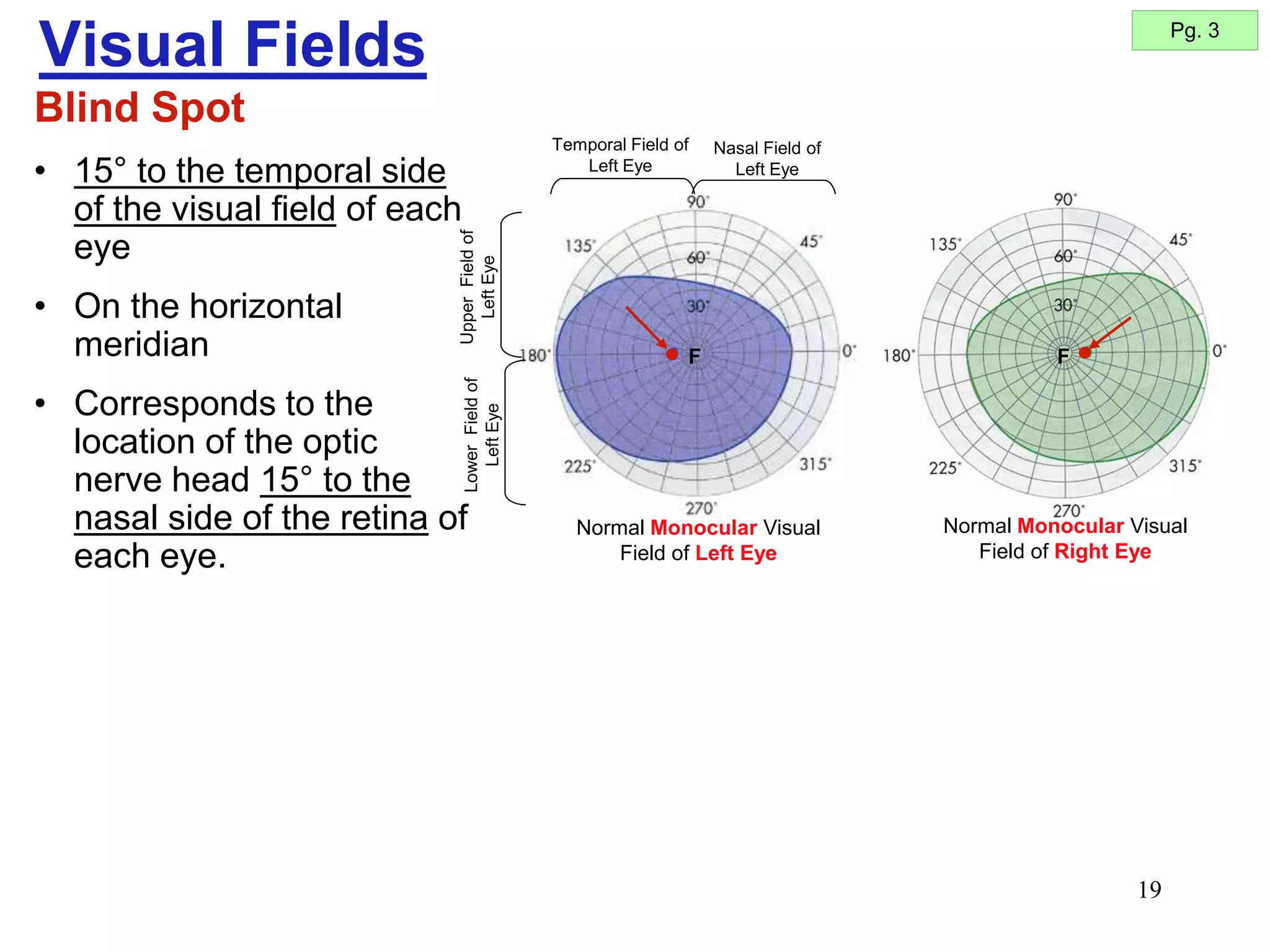 2. vision pathway 1 | PPT