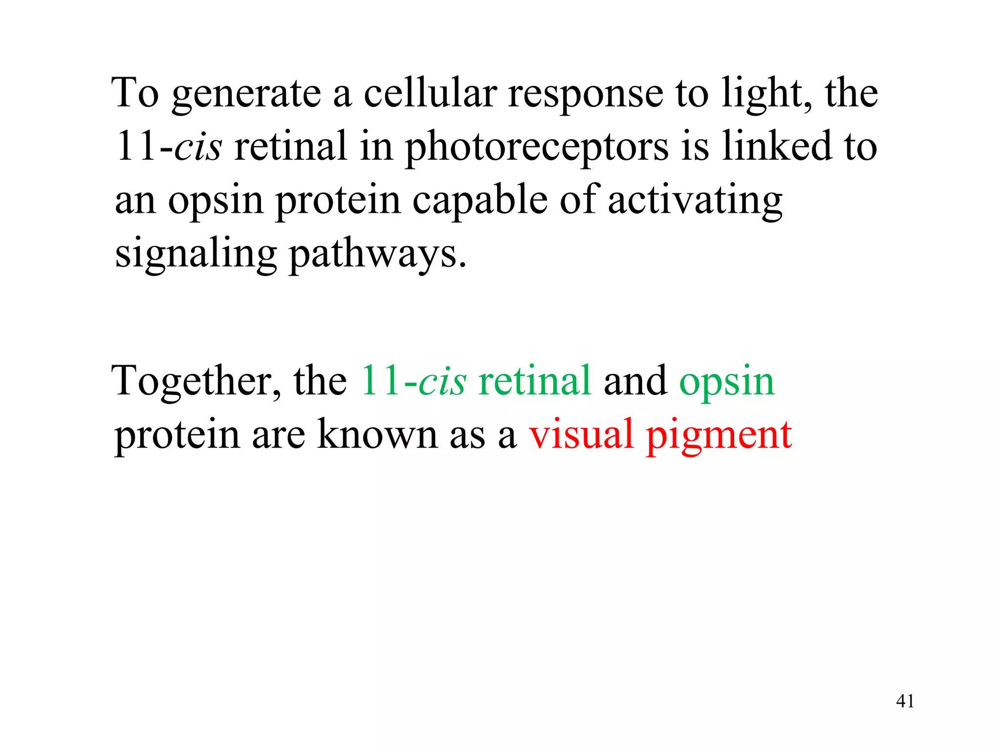 2. vision pathway 1 | PPT