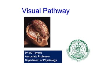 2. vision pathway 1 | PPT
