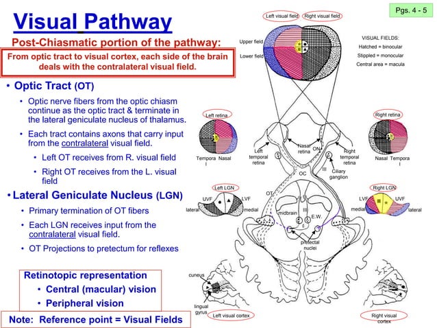 2. vision pathway 1 | PPT
