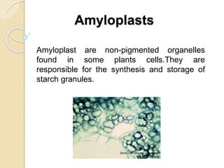 Chloroplast By KK Sahu Sir | PPTX