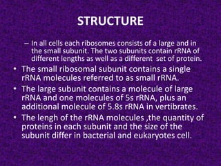 Functionasites of ribosomes By KK Sahu Sir | PPTX