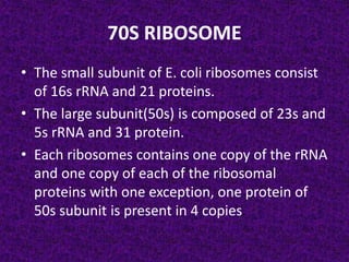 Functionasites of ribosomes By KK Sahu Sir | PPTX