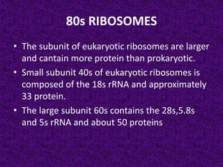Functionasites of ribosomes By KK Sahu Sir | PPTX