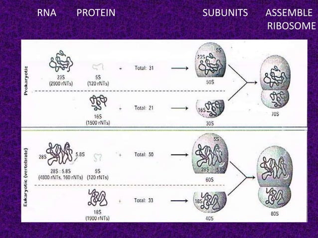 Functionasites of ribosomes By KK Sahu Sir | PPTX