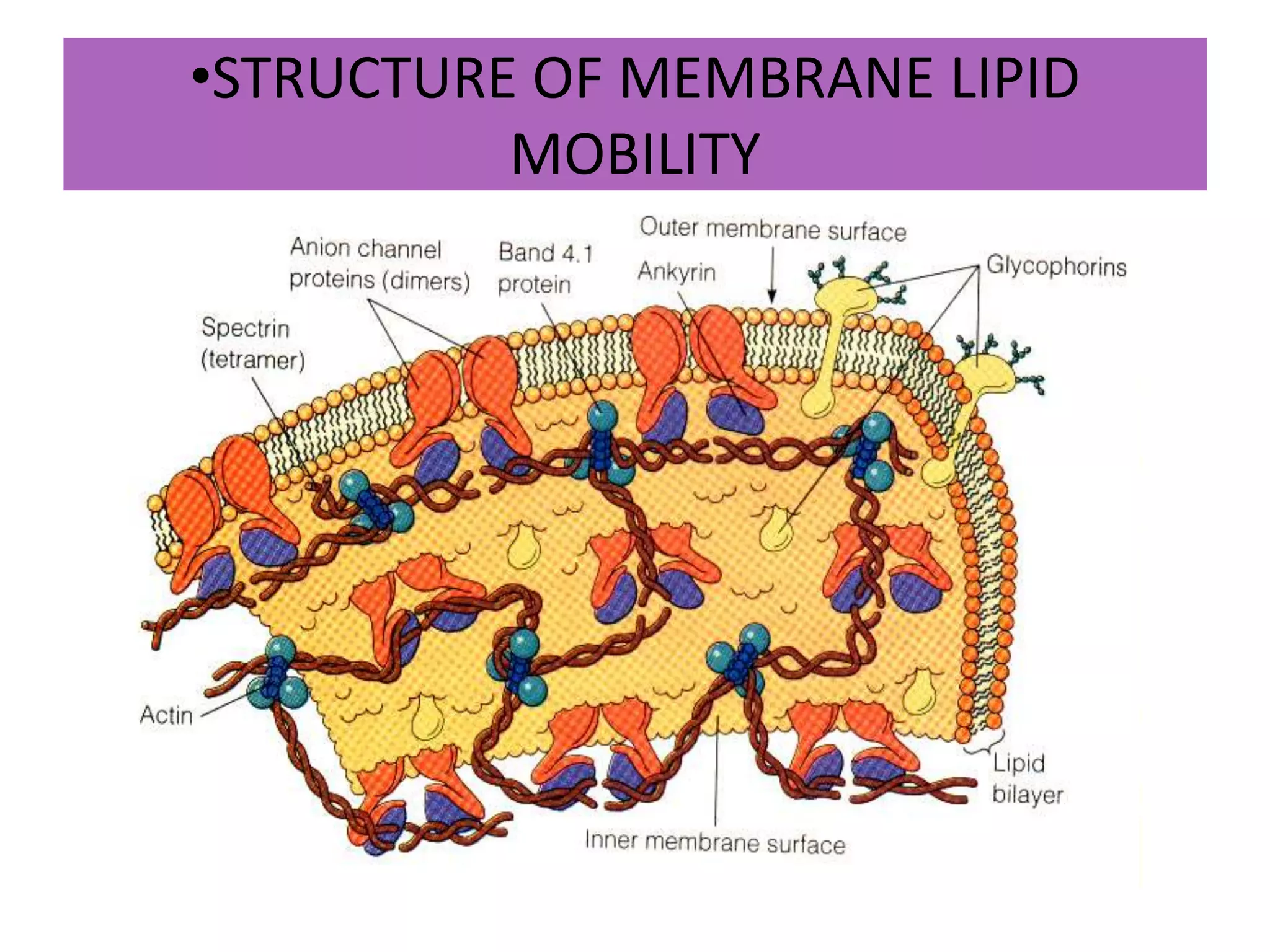 Plasma membrane dynamic structure By KK Sahu Sir | PPTX