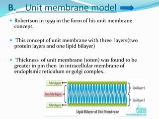 Plasma membrane By KK Sahu Sir | PPTX