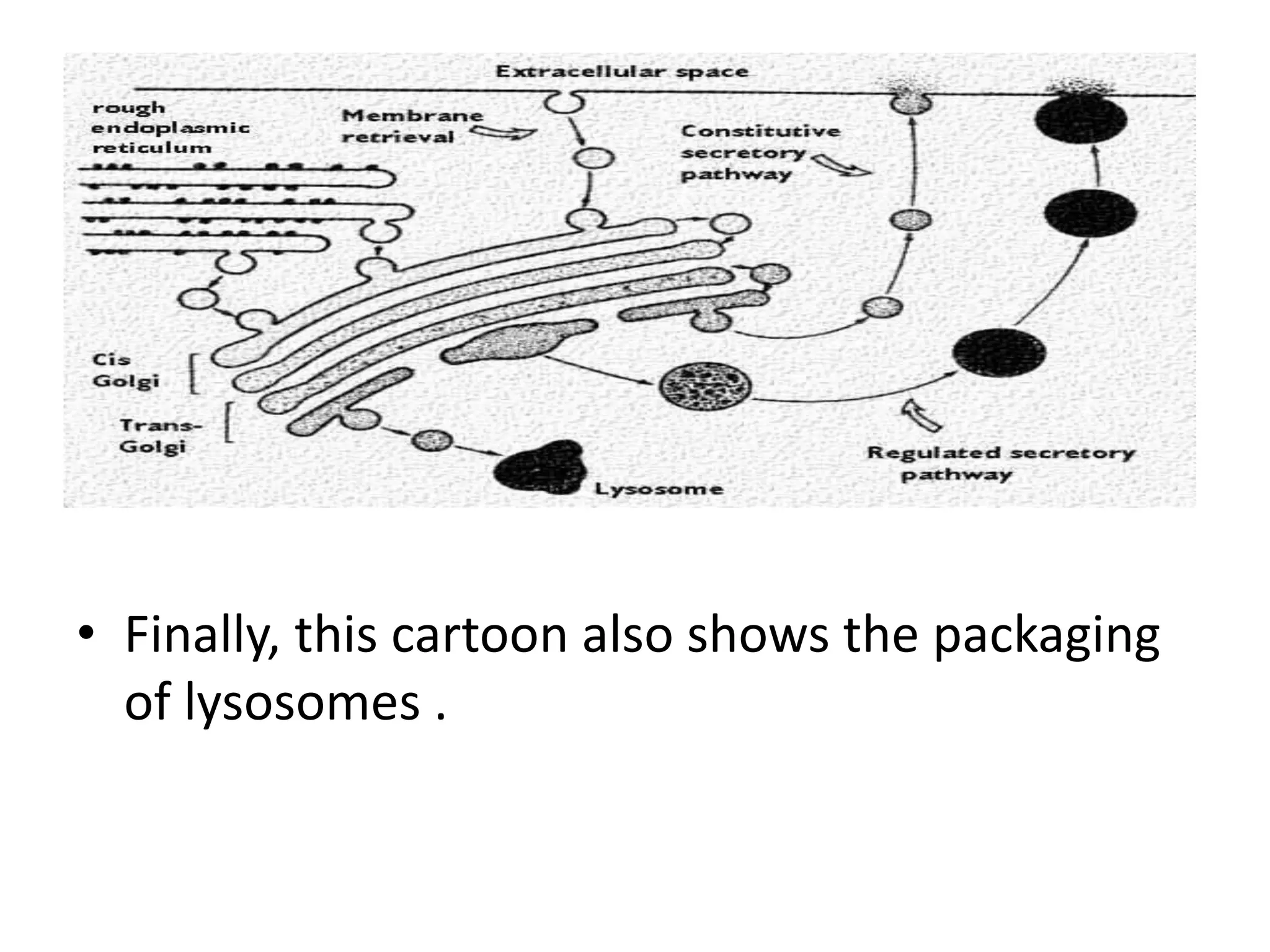 Function of golgi complex By KK Sahu Sir | PPT