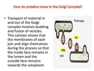 Function of golgi complex By KK Sahu Sir | PPT