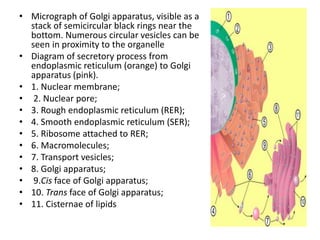 Function of golgi complex By KK Sahu Sir | PPT