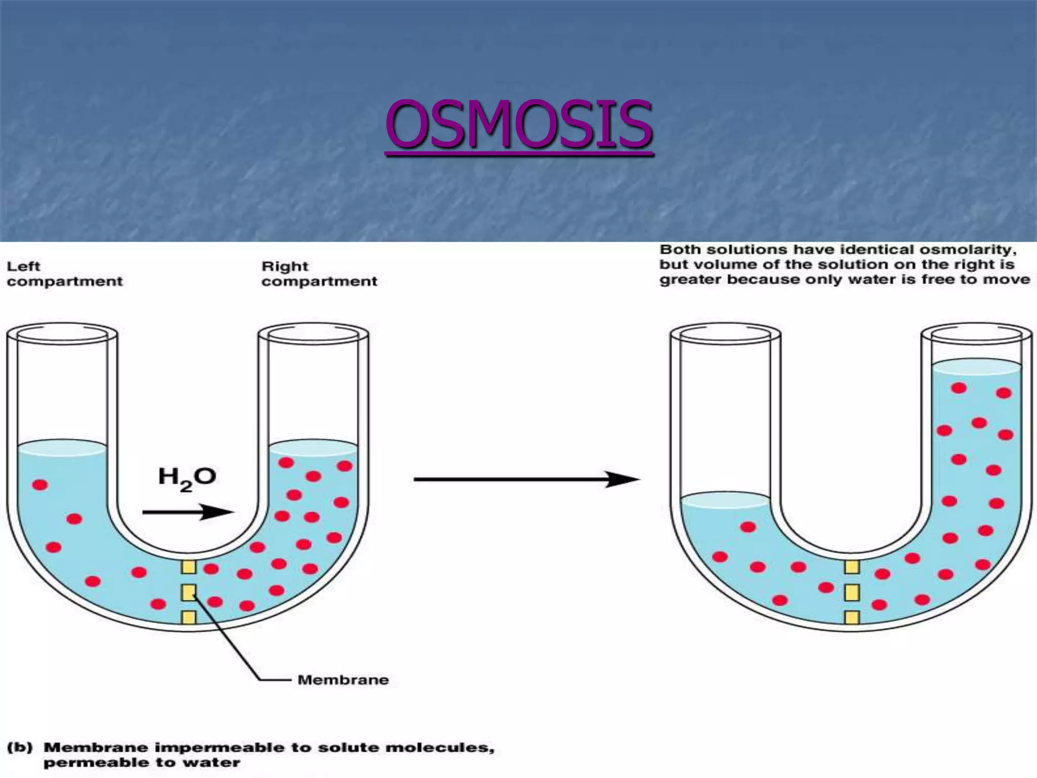 Transport of small molecule across cell membrane By KK Sahu Sir | PPT