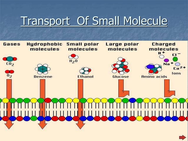 Transport of small molecule across cell membrane By KK Sahu Sir | PPT