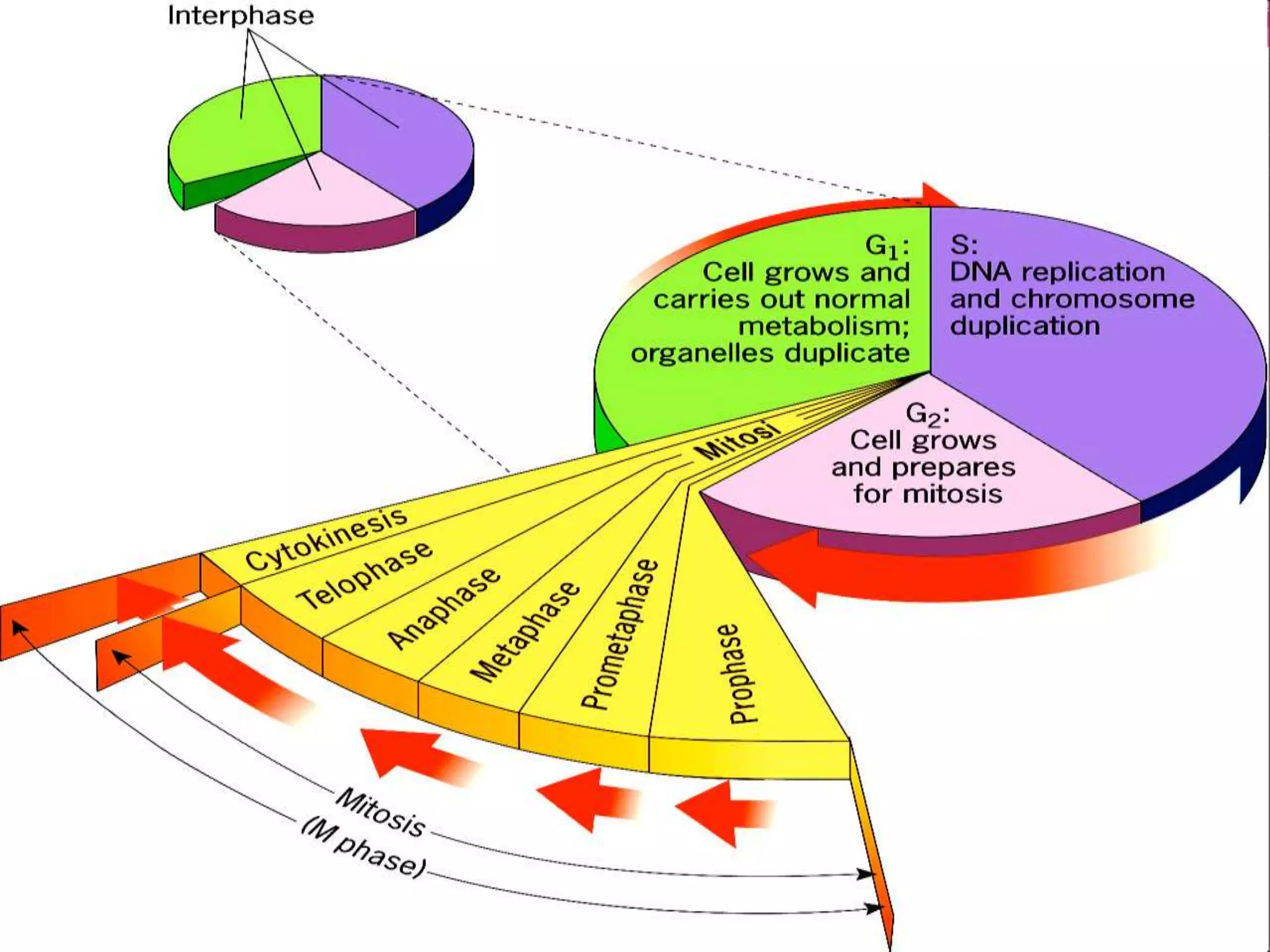 Cell cycle By KK Sahu Sir | PPT