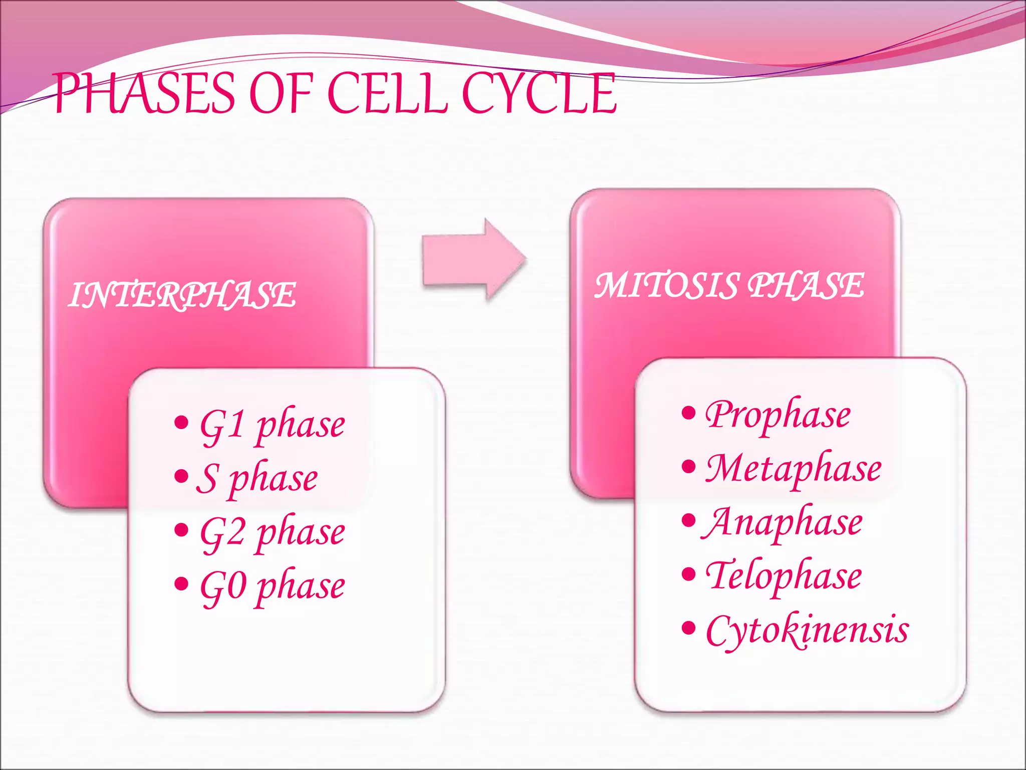 Cell cycle By KK Sahu Sir | PPT