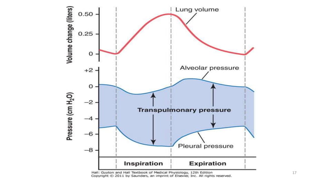Mechanics of Respiration | PPSX | Lung and Respiratory Health ...