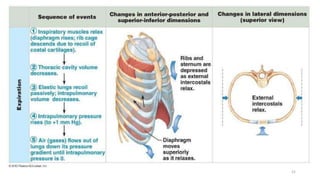Mechanics of Respiration | PPSX