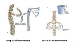 Mechanics of Respiration | PPSX