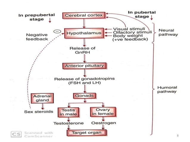 Puberty Menopause Pptx