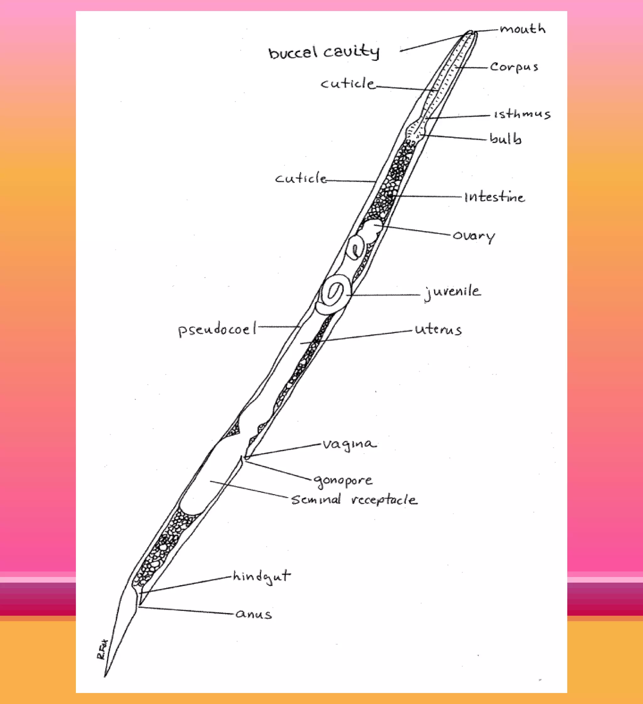 2. morphology, general characteristics and biology of plant pathogenic ...