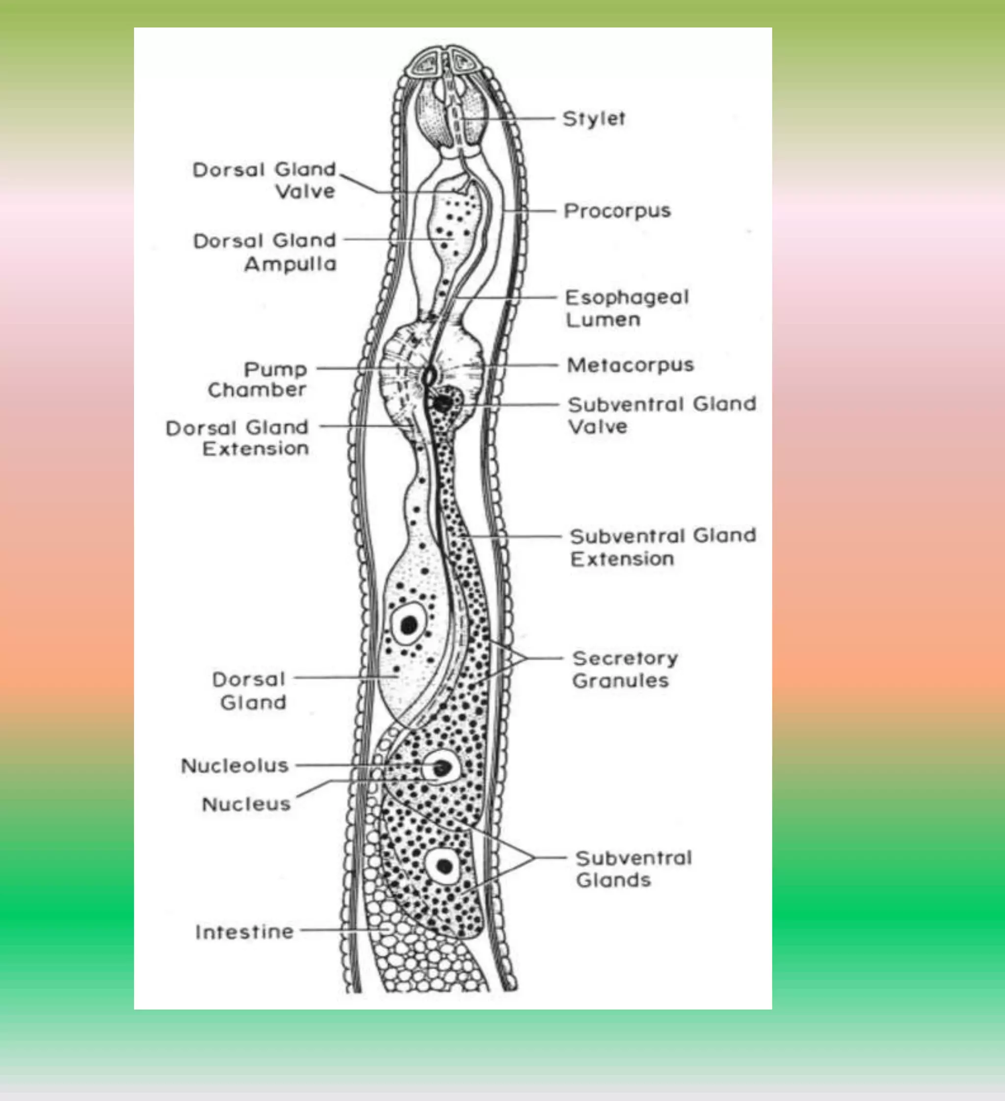 2. morphology, general characteristics and biology of plant pathogenic ...