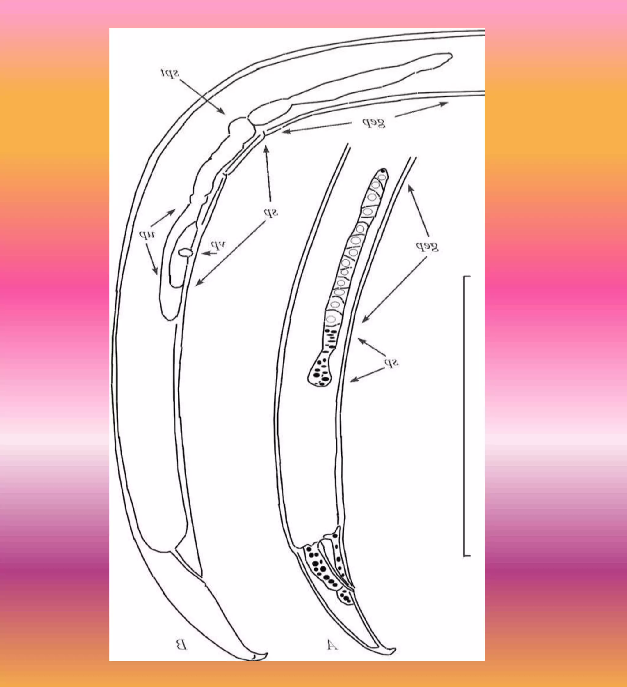 2. morphology, general characteristics and biology of plant pathogenic ...