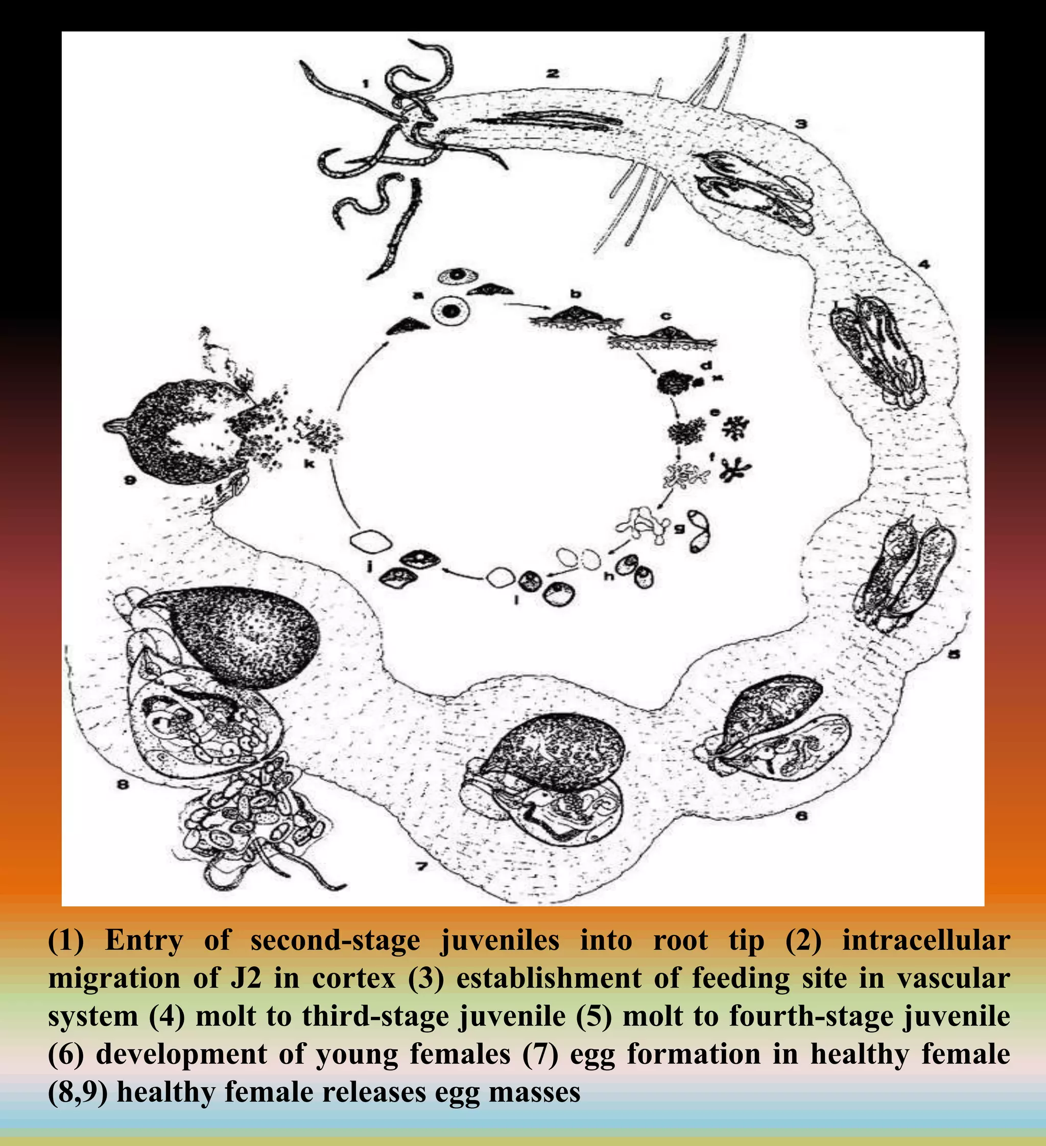 2. morphology, general characteristics and biology of plant pathogenic ...