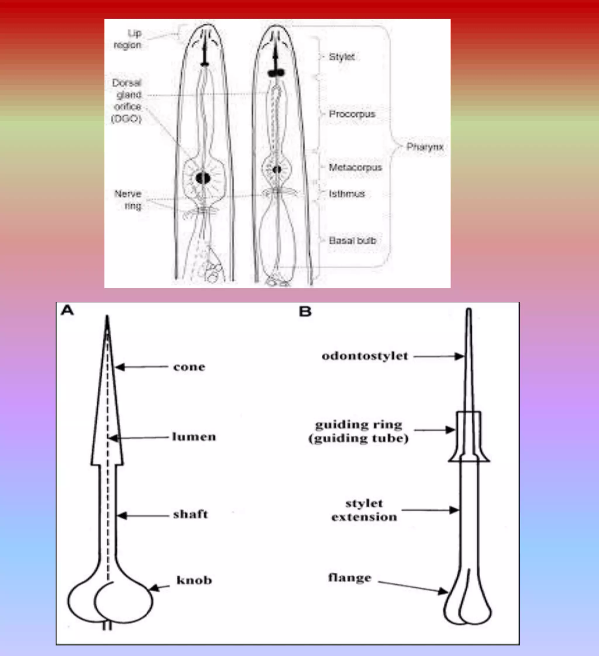2. morphology, general characteristics and biology of plant pathogenic ...