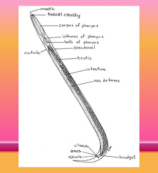 2. morphology, general characteristics and biology of plant pathogenic ...