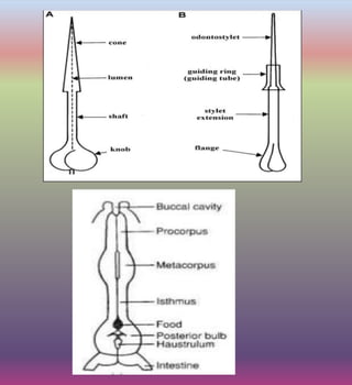 2. morphology, general characteristics and biology of plant pathogenic ...