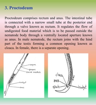 2. morphology, general characteristics and biology of plant pathogenic ...