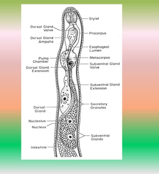 2. morphology, general characteristics and biology of plant pathogenic ...