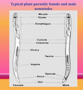 2. morphology, general characteristics and biology of plant pathogenic ...