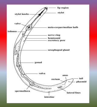 2. morphology, general characteristics and biology of plant pathogenic ...