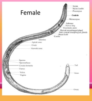 2. morphology, general characteristics and biology of plant pathogenic ...