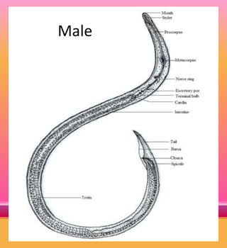 2. morphology, general characteristics and biology of plant pathogenic ...