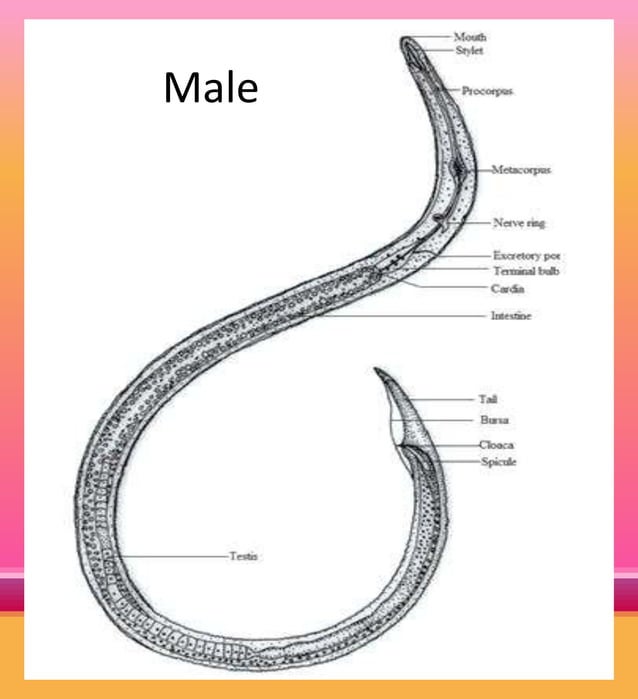 2. morphology, general characteristics and biology of plant pathogenic ...