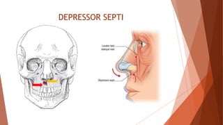 muscles of facial expression | PPTX