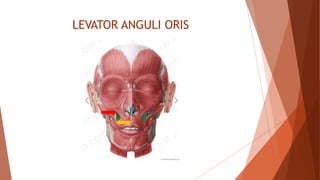 muscles of facial expression | PPTX