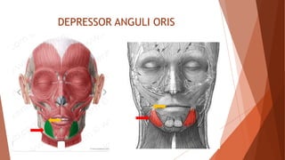 muscles of facial expression | PPTX