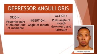 Depressor Anguli Oris Action