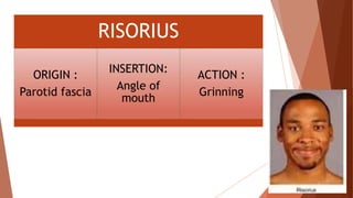 muscles of facial expression | PPTX