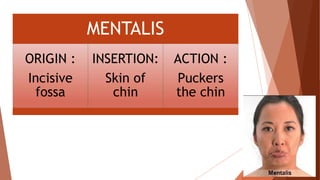 muscles of facial expression | PPTX