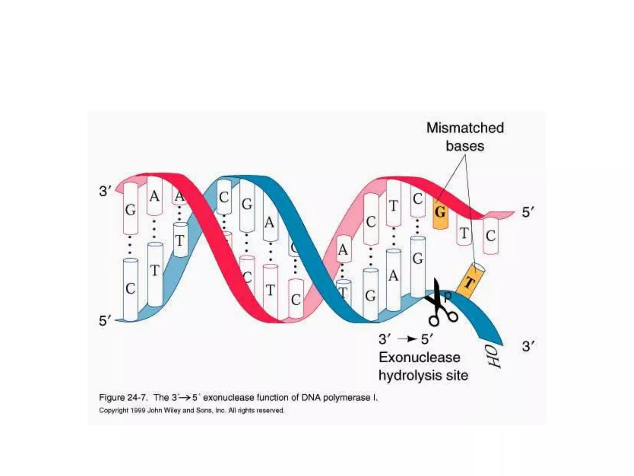 Enzyme involved in DNA replication | PPTX