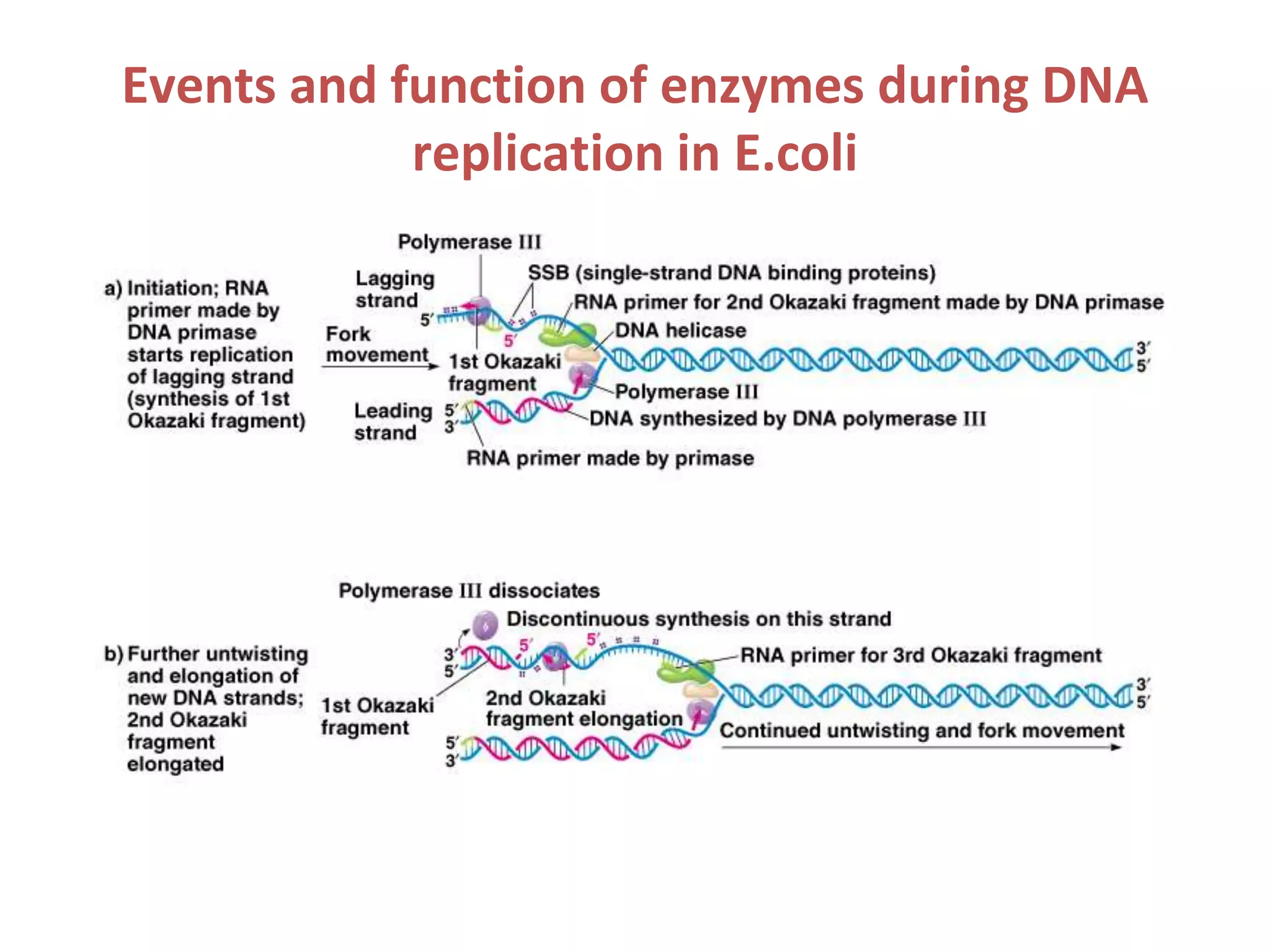 Enzyme involved in DNA replication | PPTX