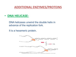 Enzyme involved in DNA replication | PPTX