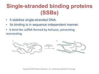 Enzyme involved in DNA replication | PPTX